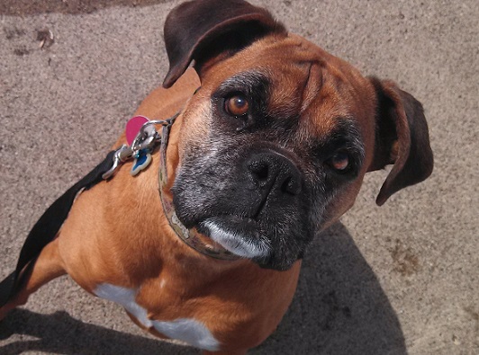 How to Teach a Dog to Stay With Distractions - dogIDs