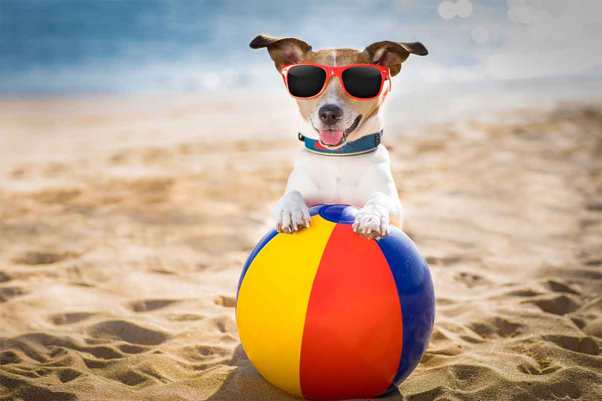 The Best Summer Vacation for You and Your Pup - dogIDs