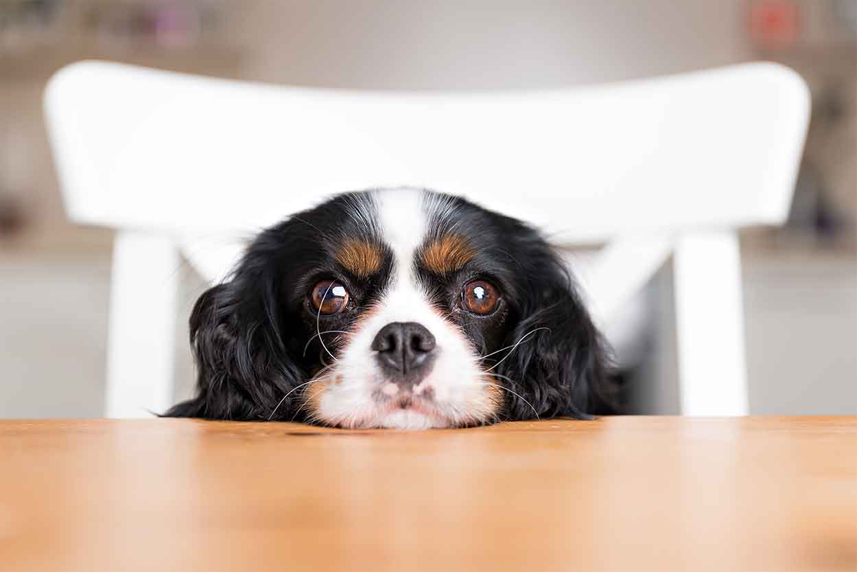 How to Stop a Dog From Begging While You Are Eating - dogIDs