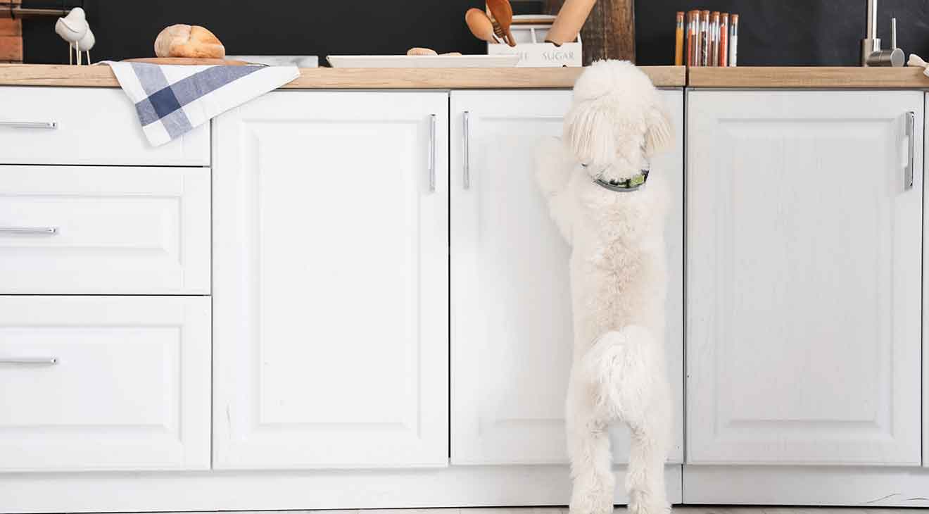 How to Stop a Dog From Counter Surfing - 4 Tips - dogIDs