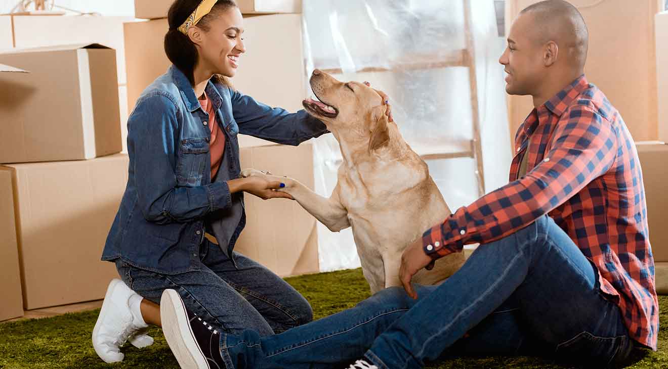 Moving or Traveling Across the Country with Dogs - dogIDs