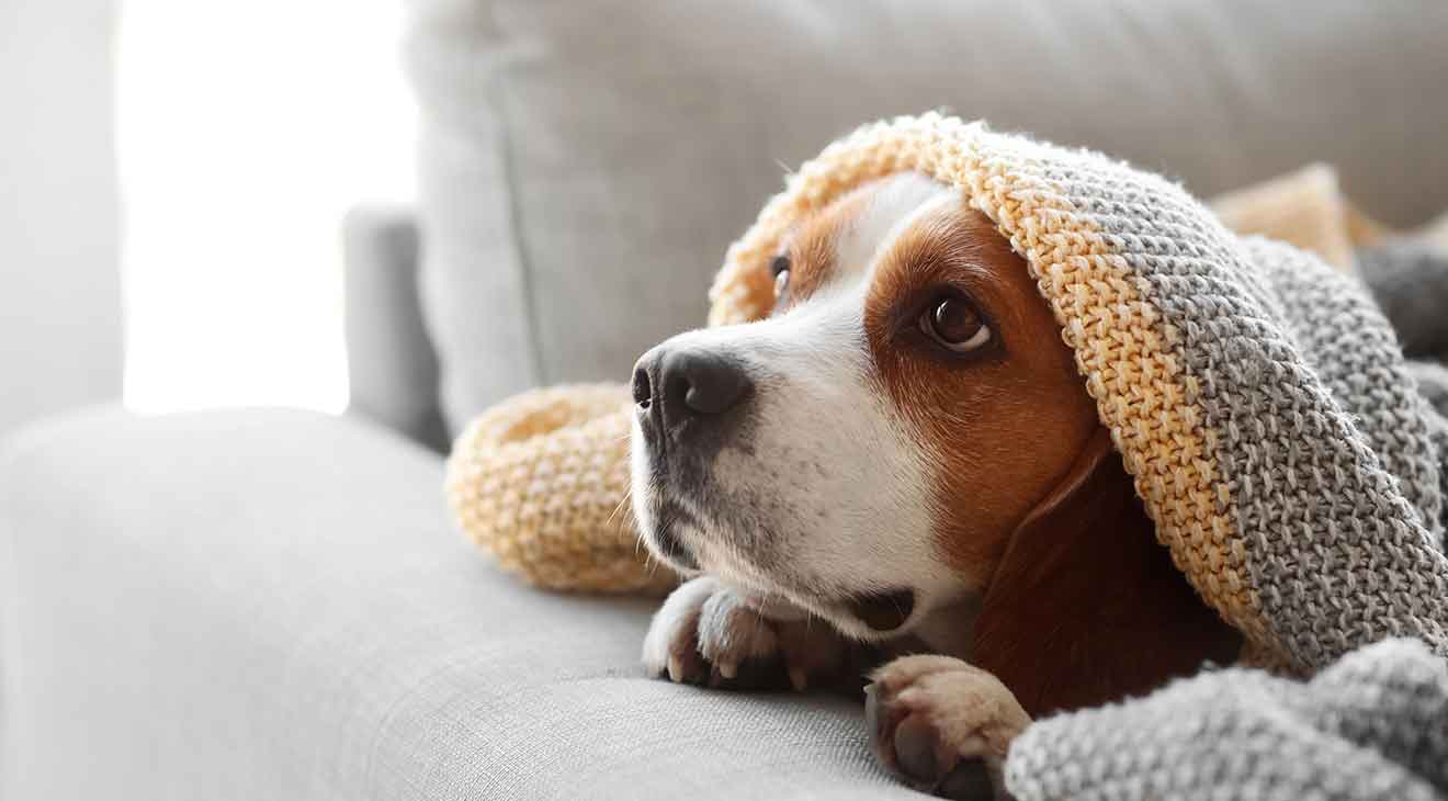 How to Keep your Dog Warm this Winter - dogIDs