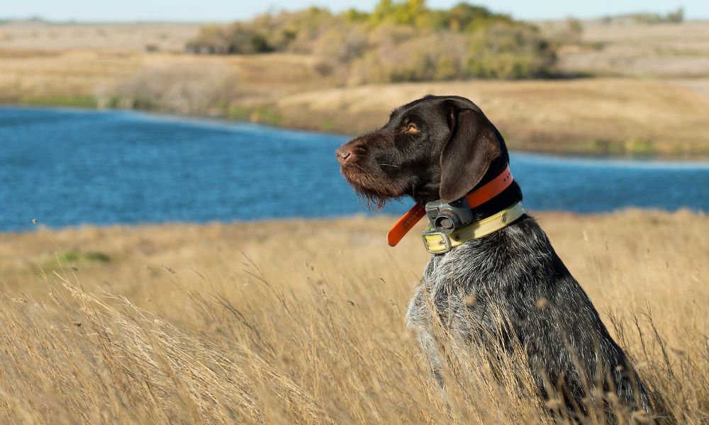 What To Look For When Buying Hunting Dog Collars - dogIDs