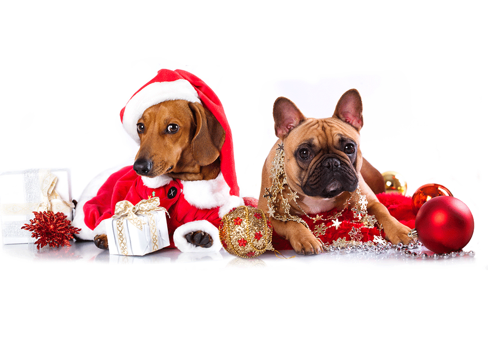 Making Holiday Decorations with Your Dog - dogIDs
