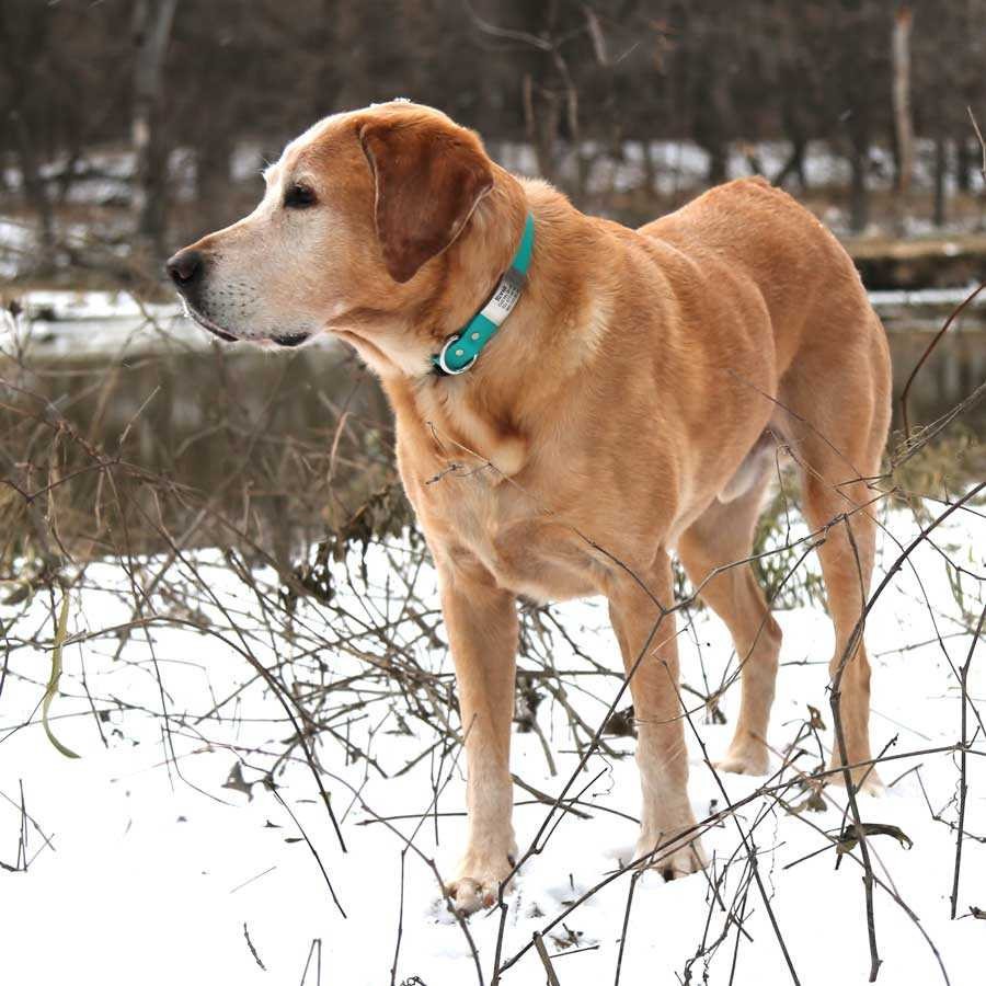 Waterproof Dog Collars are Ideal Choices for Outdoor Adventures - dogIDs