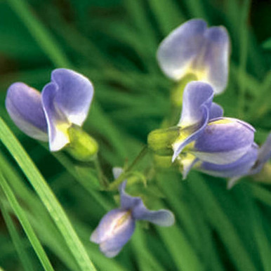 Baptisia Flower Seeds
