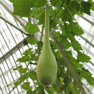 Dipper Gourd Vegetable Seeds