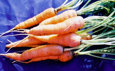 Danvers Carrots Vegetable Seeds