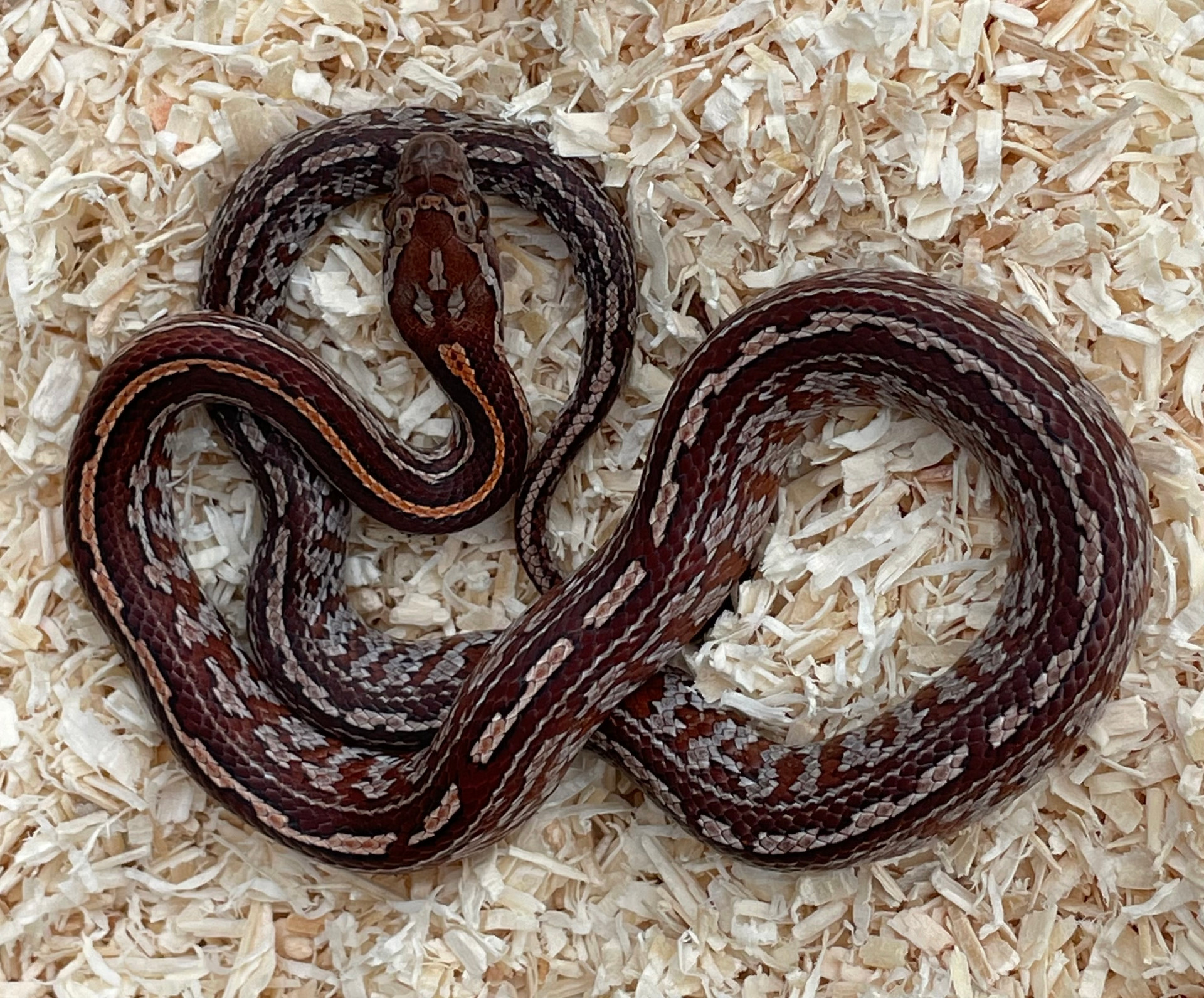 Amel Corn Snake