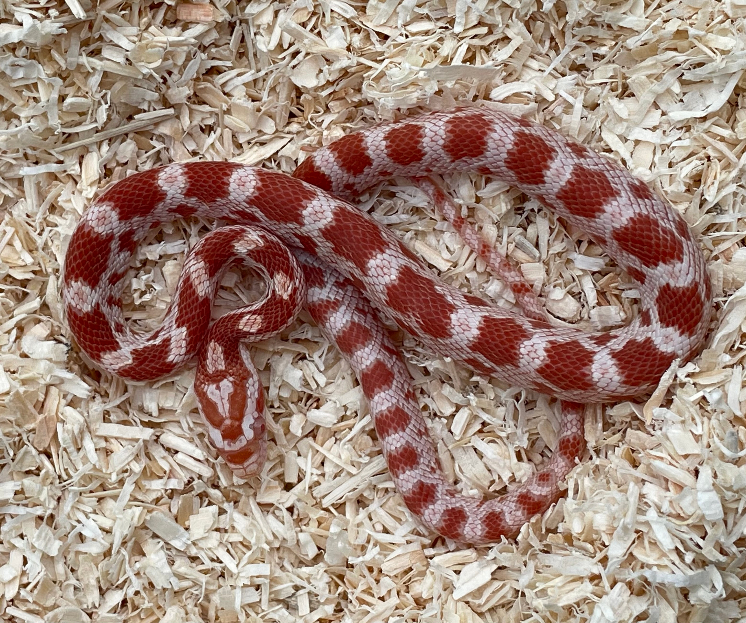 Amel Corn Snake