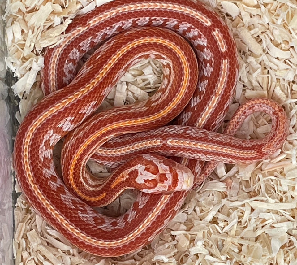 Amel Corn Snake