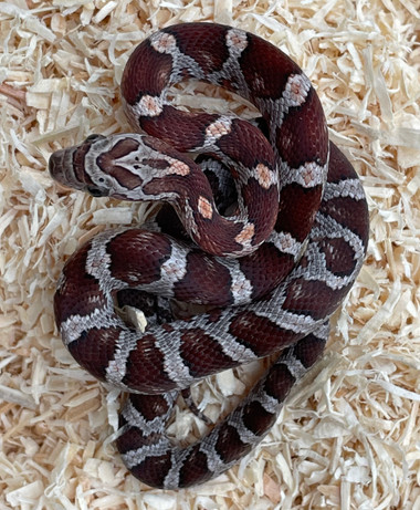Amel Corn Snake