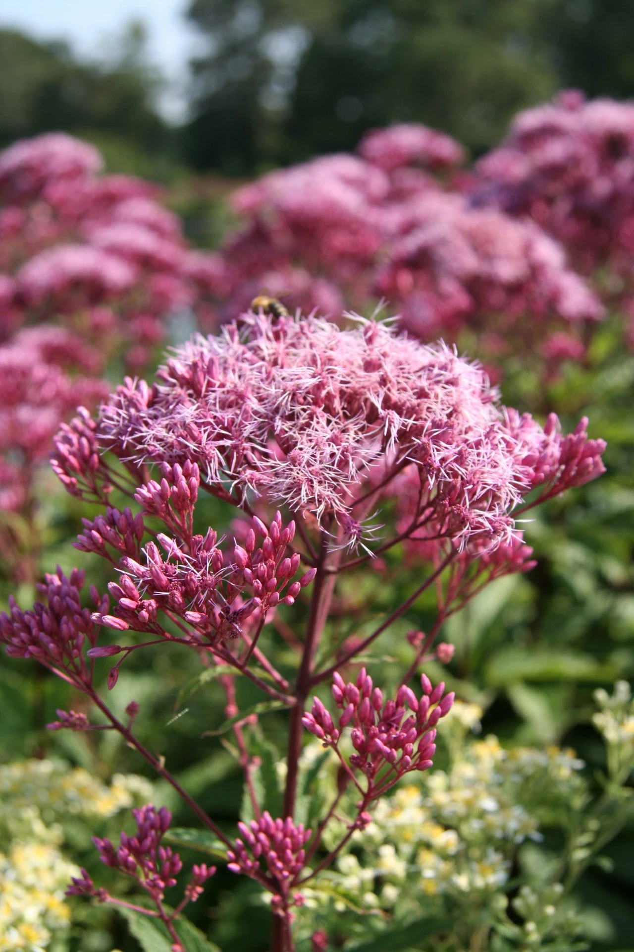 Eupatorium maculatum 'Atropurpureum' - Plant More Natives