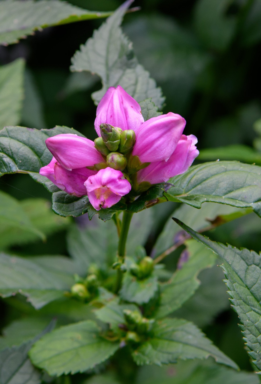 Chelone obliqua 'Tiny Tortuga' - Plant More Natives