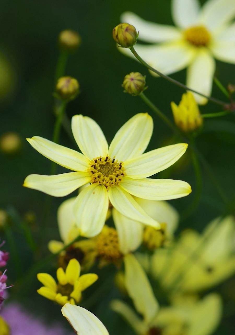 Coreopsis Verticillata Moonbeam Bloom Time