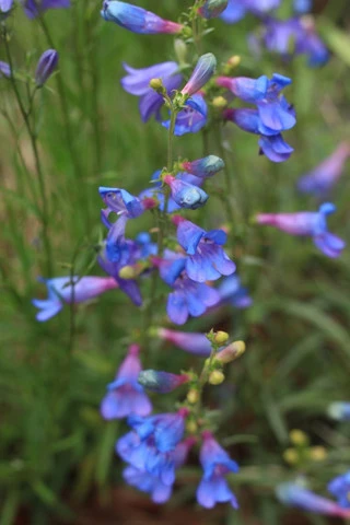 Penstemon heterophyllus 'Electric Blue' - Plant More Natives