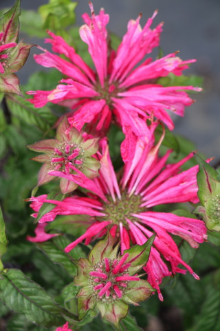 Monarda didyma 'Electric Neon Pink' - Plant More Natives