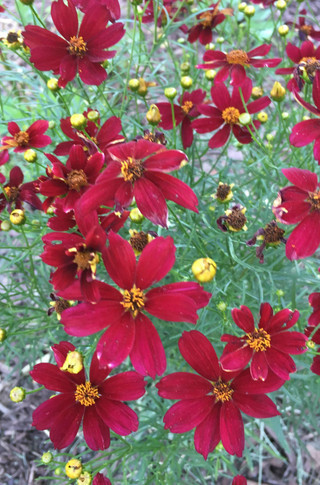 Coreopsis 'Red Satin' - Plant More Natives