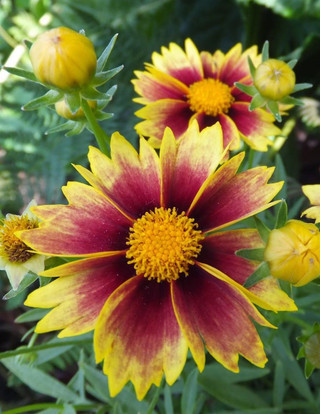 Coreopsis 'Enchanted Eve' - Plant More Natives