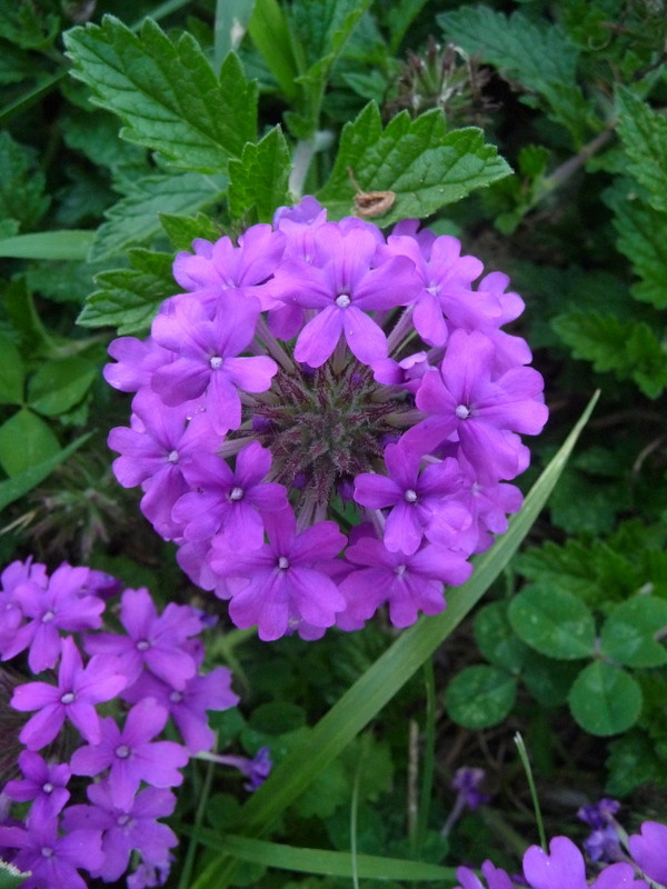 Verbena canadensis 'Homestead Purple' - Plant More Natives