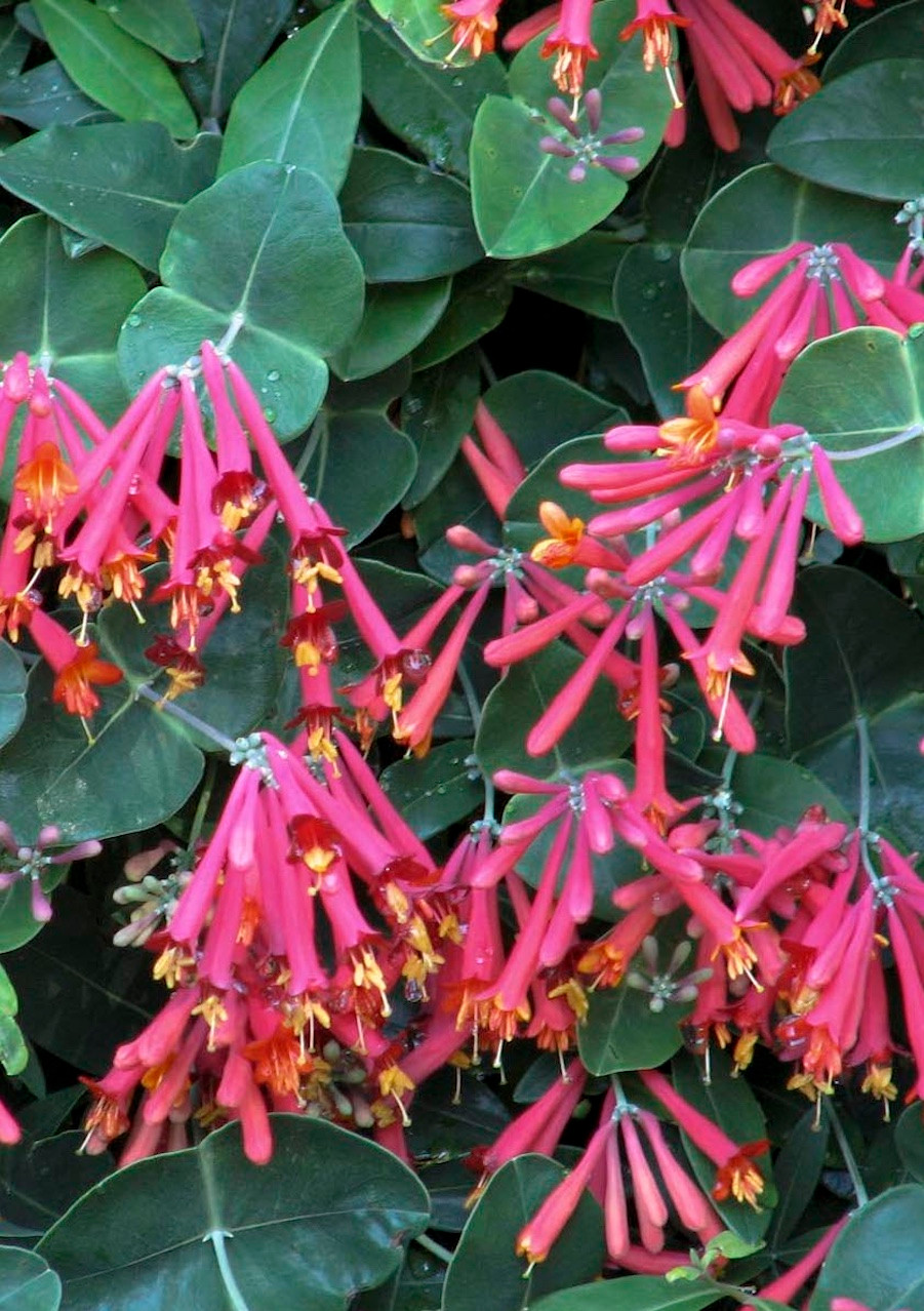 Lonicera sempervirens 'Major Wheeler' - Plant More Natives