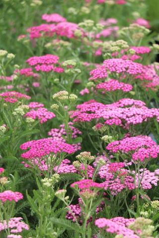 Achillea millefolium 'Pink Grapefruit' - Plant More Natives