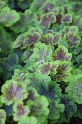 Heucherella 'Solar Eclipse' - Plant More Natives