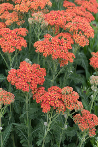 Achillea millefolium 'Sassy Summer Sunset' - Plant More Natives