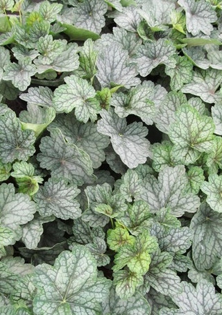 Heuchera americana 'Peppermint Spice' - Plant More Natives