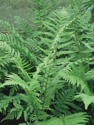 Dryopteris australis (Dixie Wood Fern) - Plant More Natives