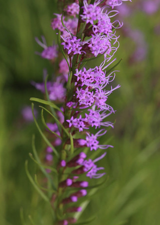 Liatris microcephala - Plant More Natives