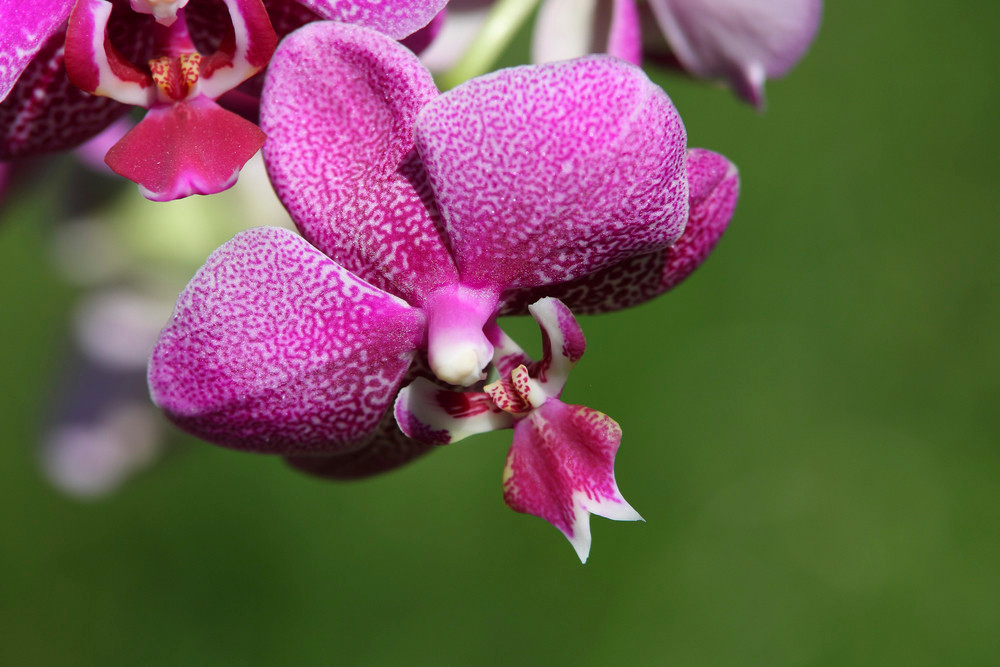 From Bud to Bloom: A Fascinating Journey into the Life Cycle of Flowers ...