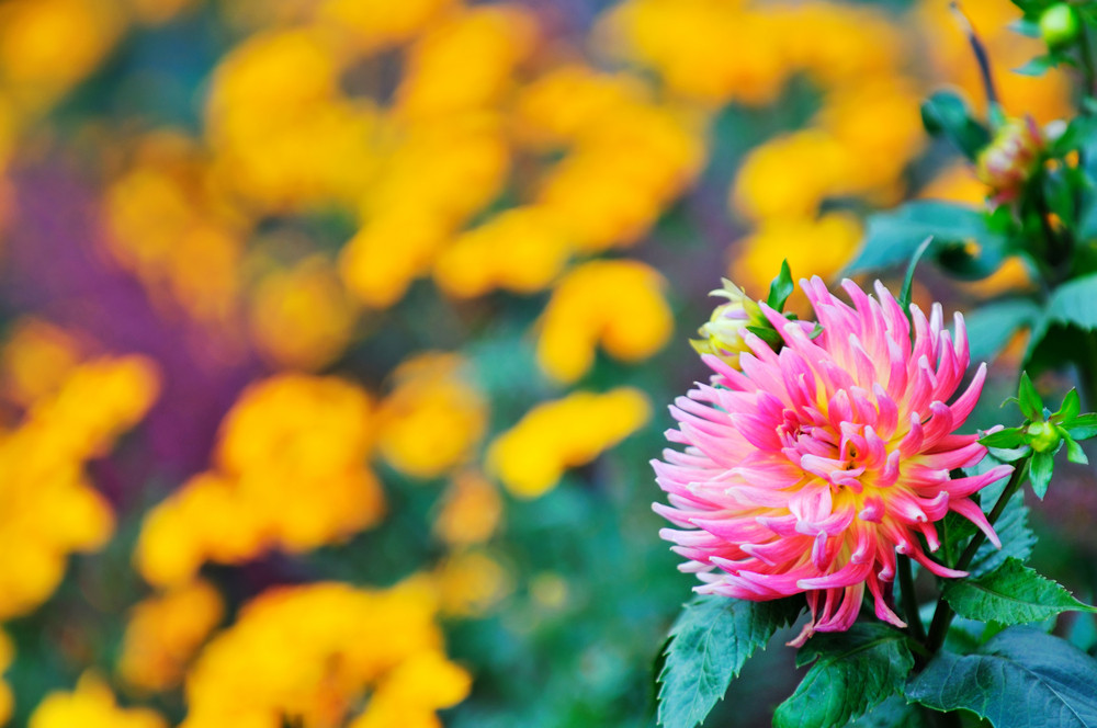 A Beginner's Guide to Growing Chrysanthemums - Rose & Blossom