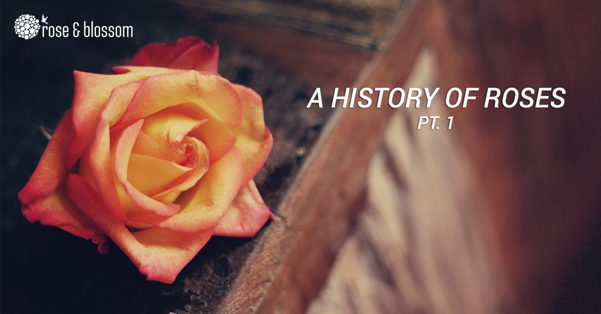 A History of Roses, Part I - Rose & Blossom