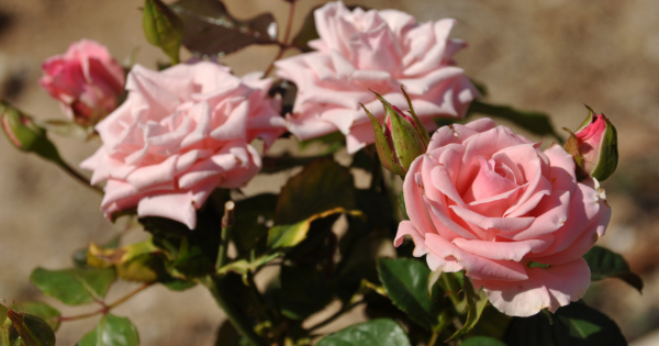 How to Find the Right Local Florist - Rose & Blossom