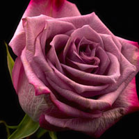 Rose Symbolism - Rose & Blossom