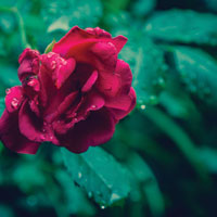The Meaning of the Red Rose - Rose & Blossom