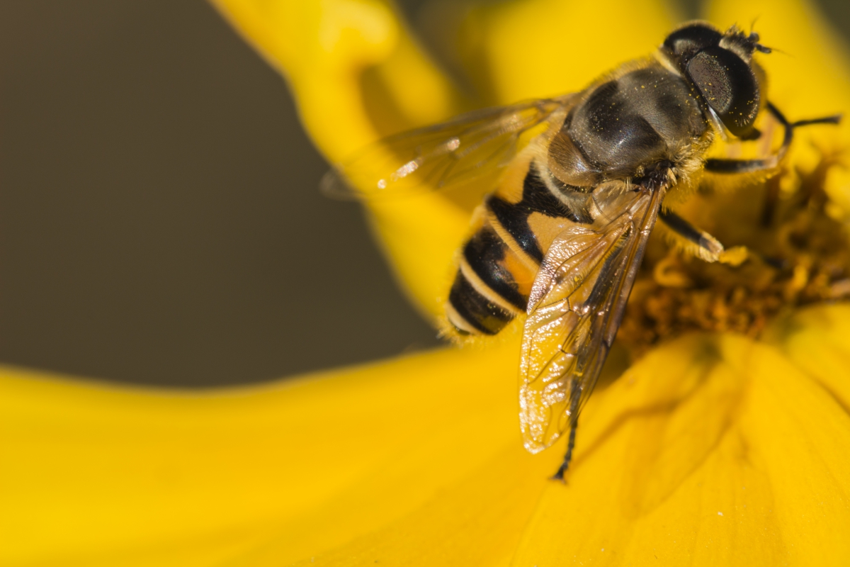 How Buzzing Bees Bring Us Beautiful Flowers - Chappell's Florist