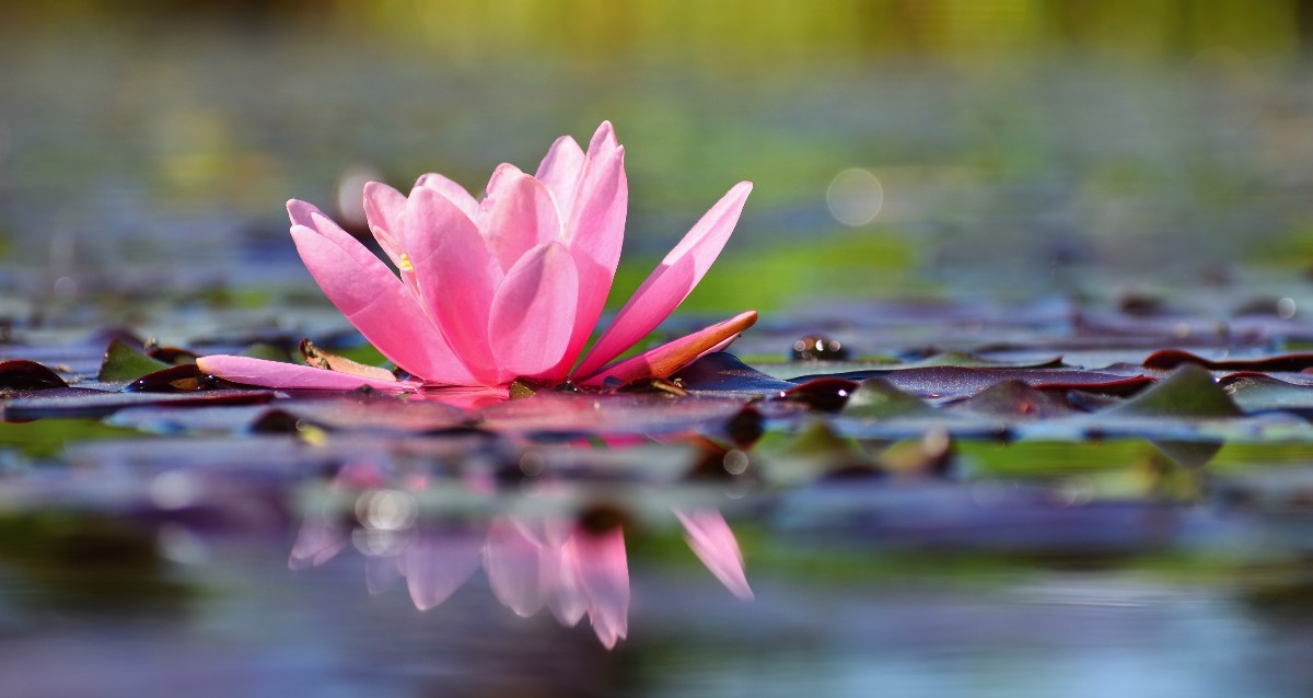 July Birth Month Flowers and Their Significance - Chappell's Florist