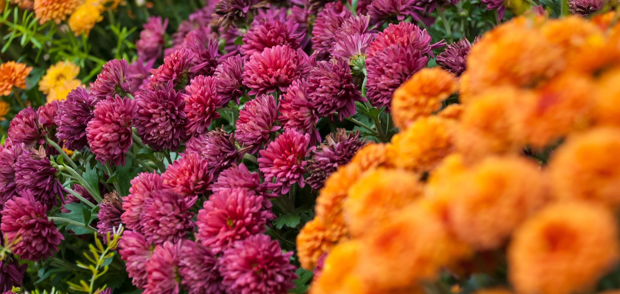 Order a Perfect Fall Floral Arrangement - Chappell's Florist