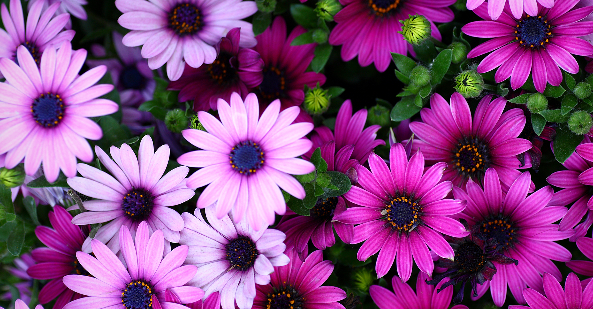 What To Look For In A Florist - Chappell's Florist