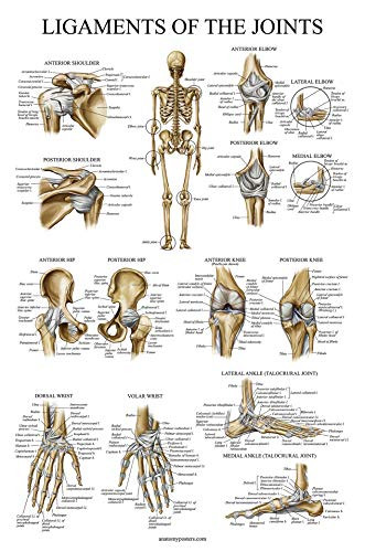Skeletal System and Ligaments of The Joints Anatomical Poster Set ...
