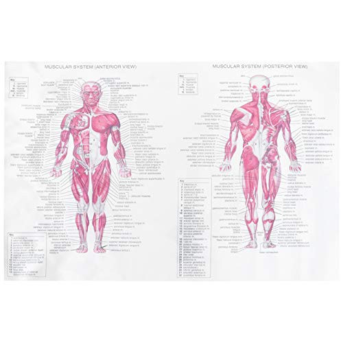 Scicalife Human Muscular System Chart Anatomy System Poster Chart ...