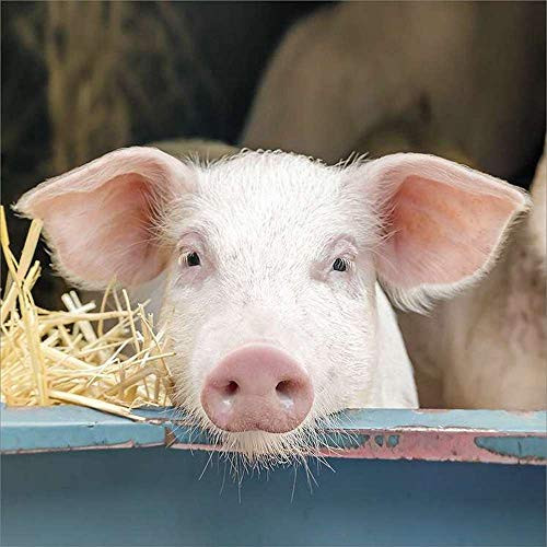 Pigs Calendar - Farm Animals Wall Calendar - Calendars 2020-2021 Wall ...