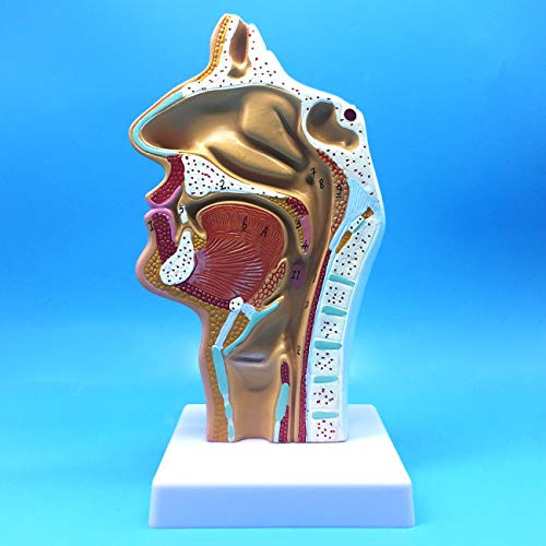 Learning Resources Human Nasal Cavity Throat Anatomical Model ...