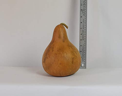 Dried Hard Shell Martin Gourd _ 6 inch Diameter - Warehousesoverstock