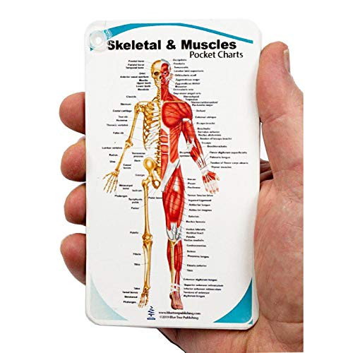 Muscles and Skeletal Anatomy Pocket Charts - Warehousesoverstock