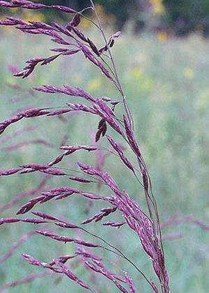 Purple Top Tridens flavus Seed Packet True Native Seed ...