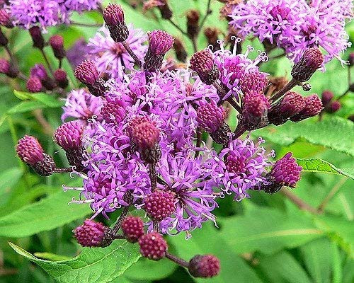 100 Missouri Ironweed Monarch Flower Native Purple Vernonia Missurica ...