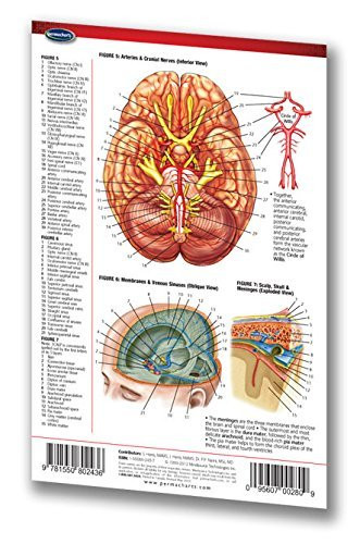 Brain Chart - 4.5inch x 6.75inch Laminated Pocket Chart - Human Brain ...